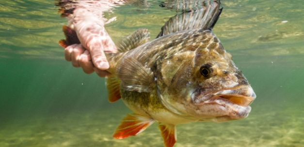 Fishing in Holland - Home