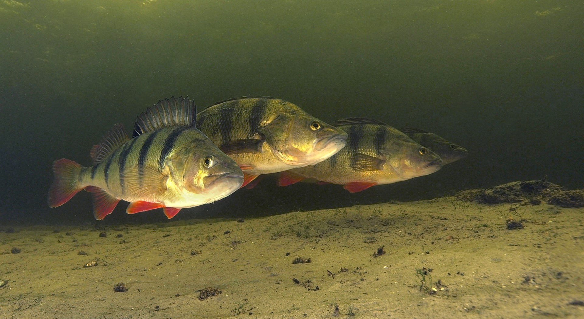 Fishing in Holland - Home