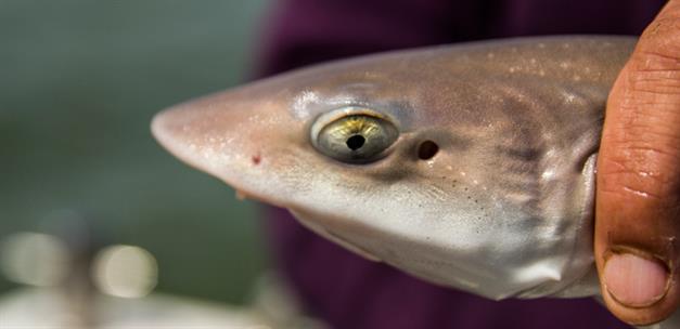 Fishing in Holland - Home